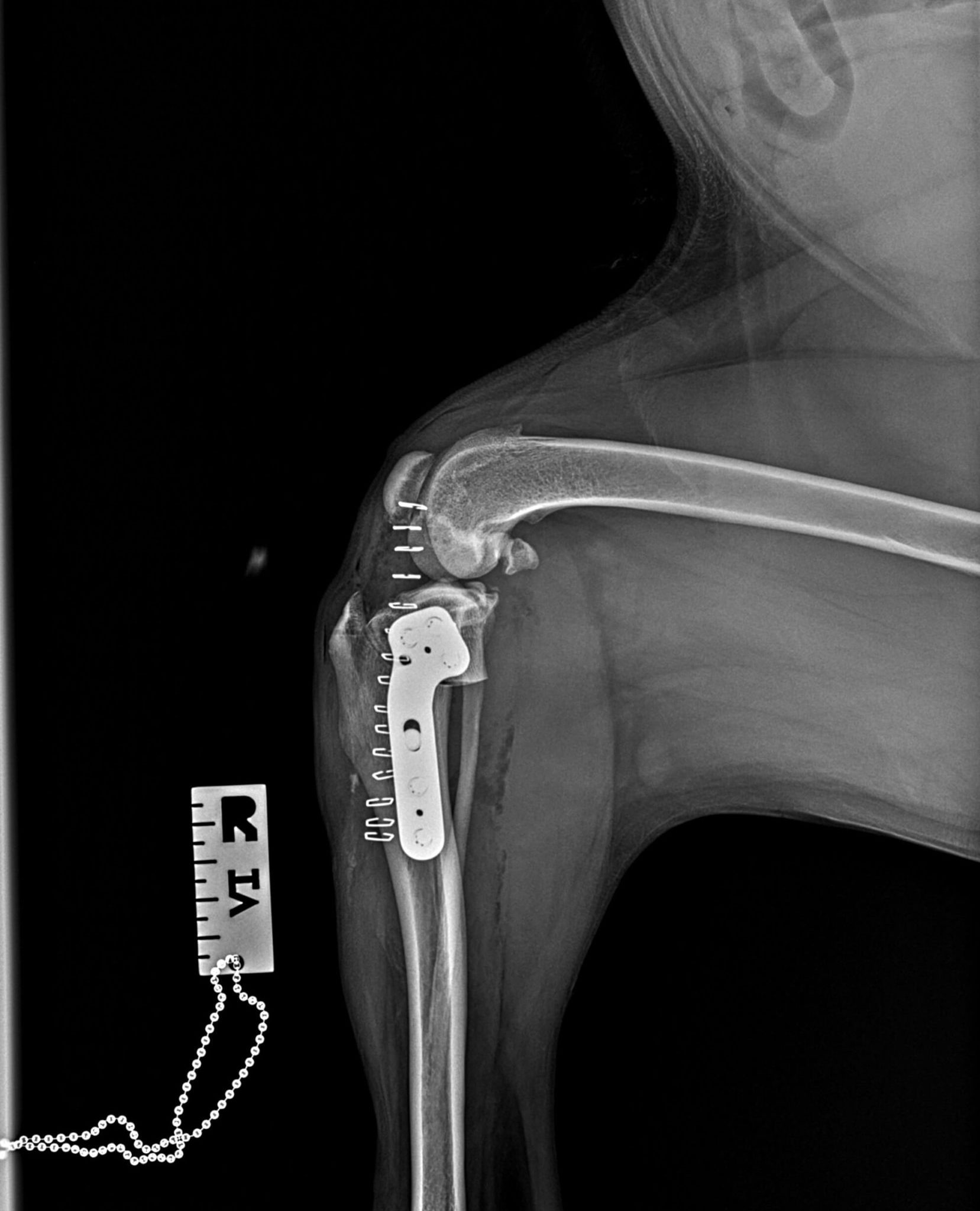 Pet TPLO Boise, ID – Richardson Surgical