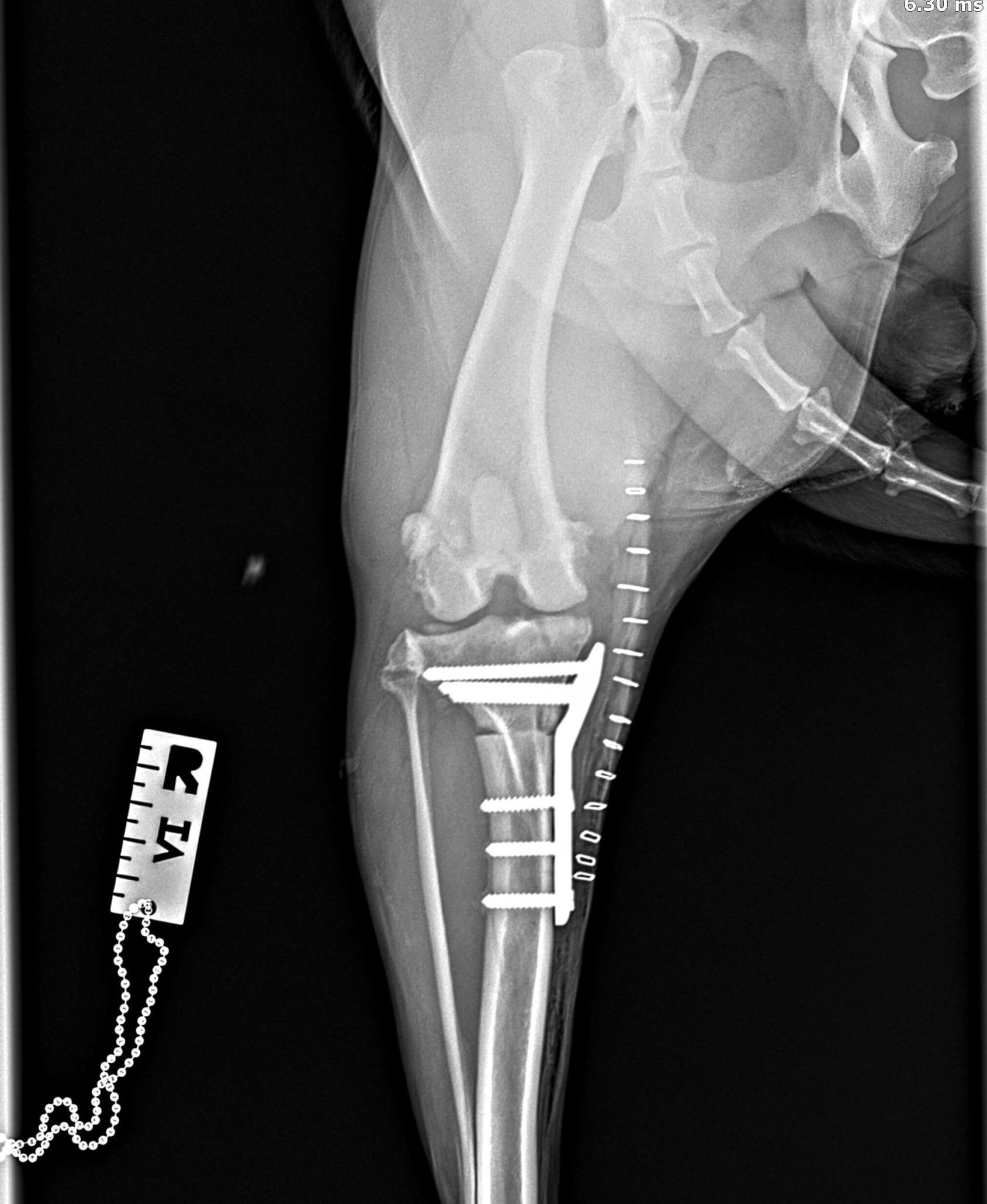 Pet TPLO Boise, ID – Richardson Surgical